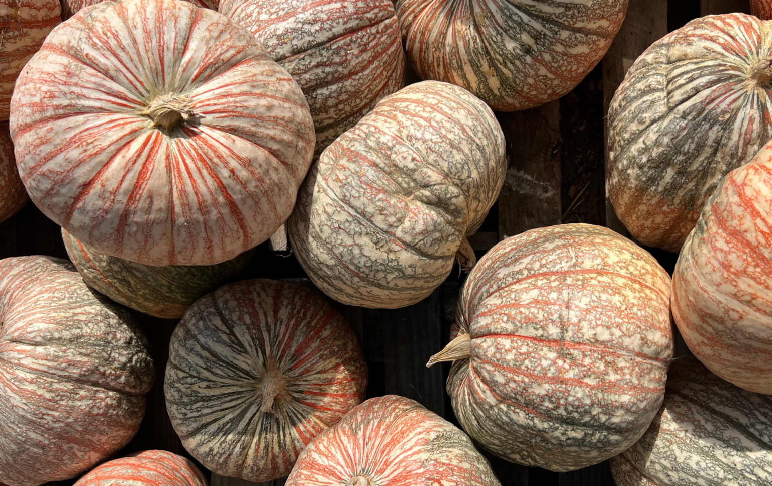 Blog | Dr. Courtney Ray